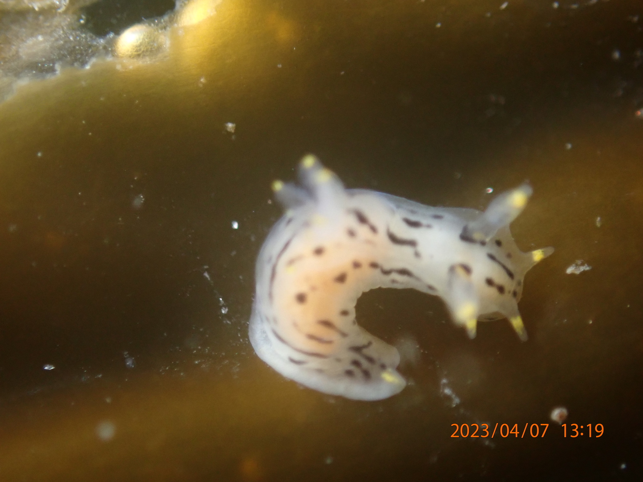 Polycera atra MacFarland, 1905