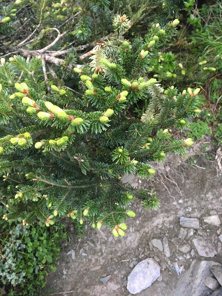 Taiwan fir from 泰武鄉, TW on April 10, 2022 at 10:16 AM by kobesnoopy ...