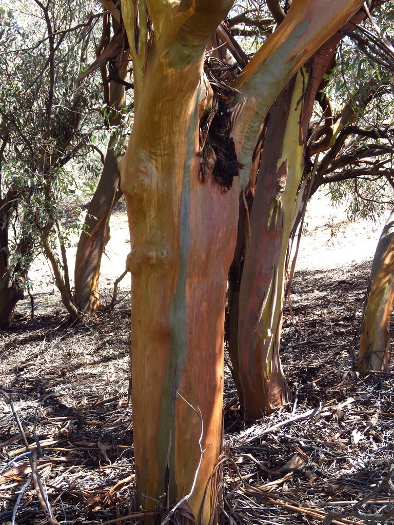 silver-topped gimlet from Coolgardie Gorge WA 6429, Australia on March ...
