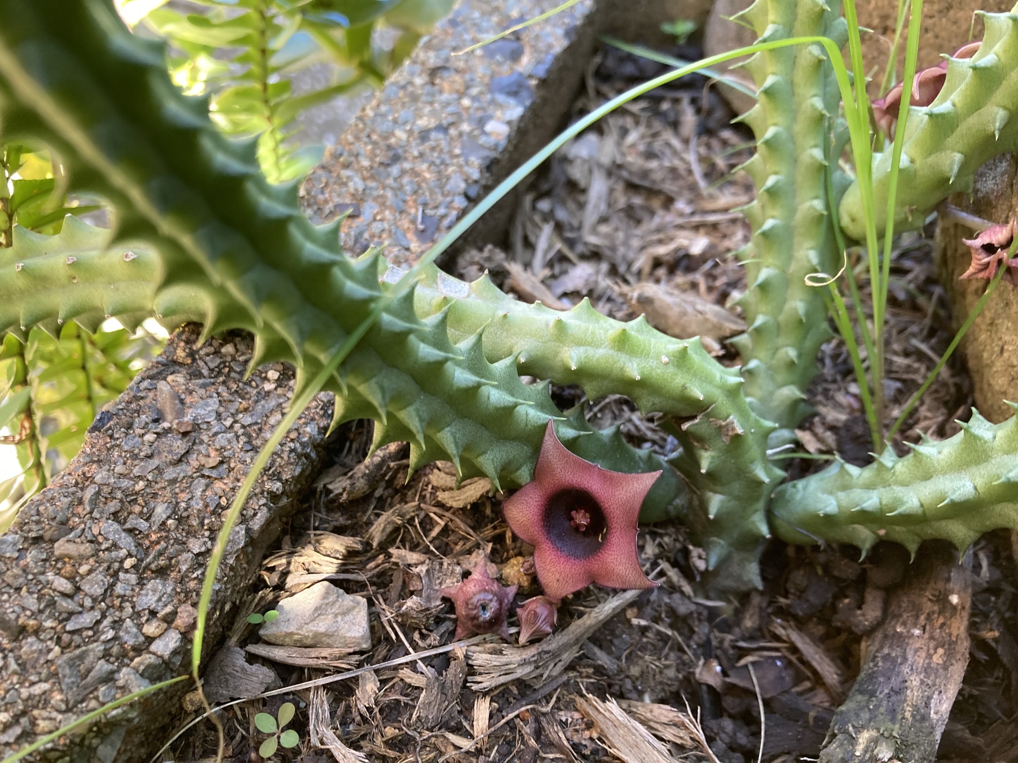 Huernia R.Br.