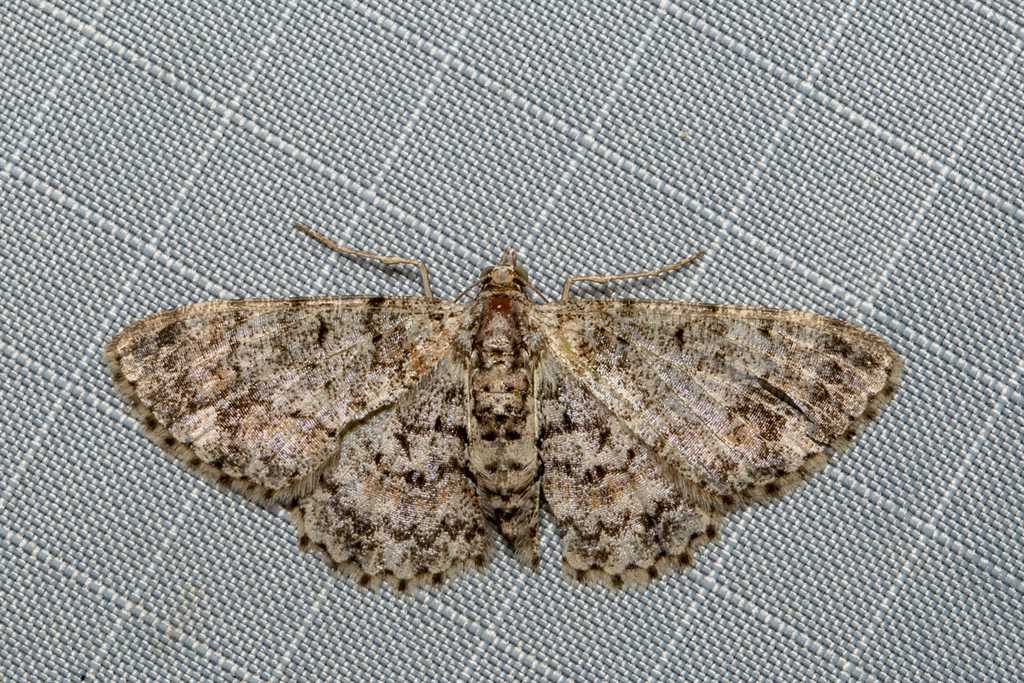 Myrioblephara simplaria from MCM Nature Discovery Villa (Stephen's ...