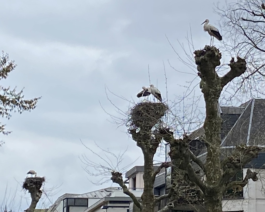 White Stork from Parc de l'Orangerie, Strasbourg, Grand Est, FR on ...