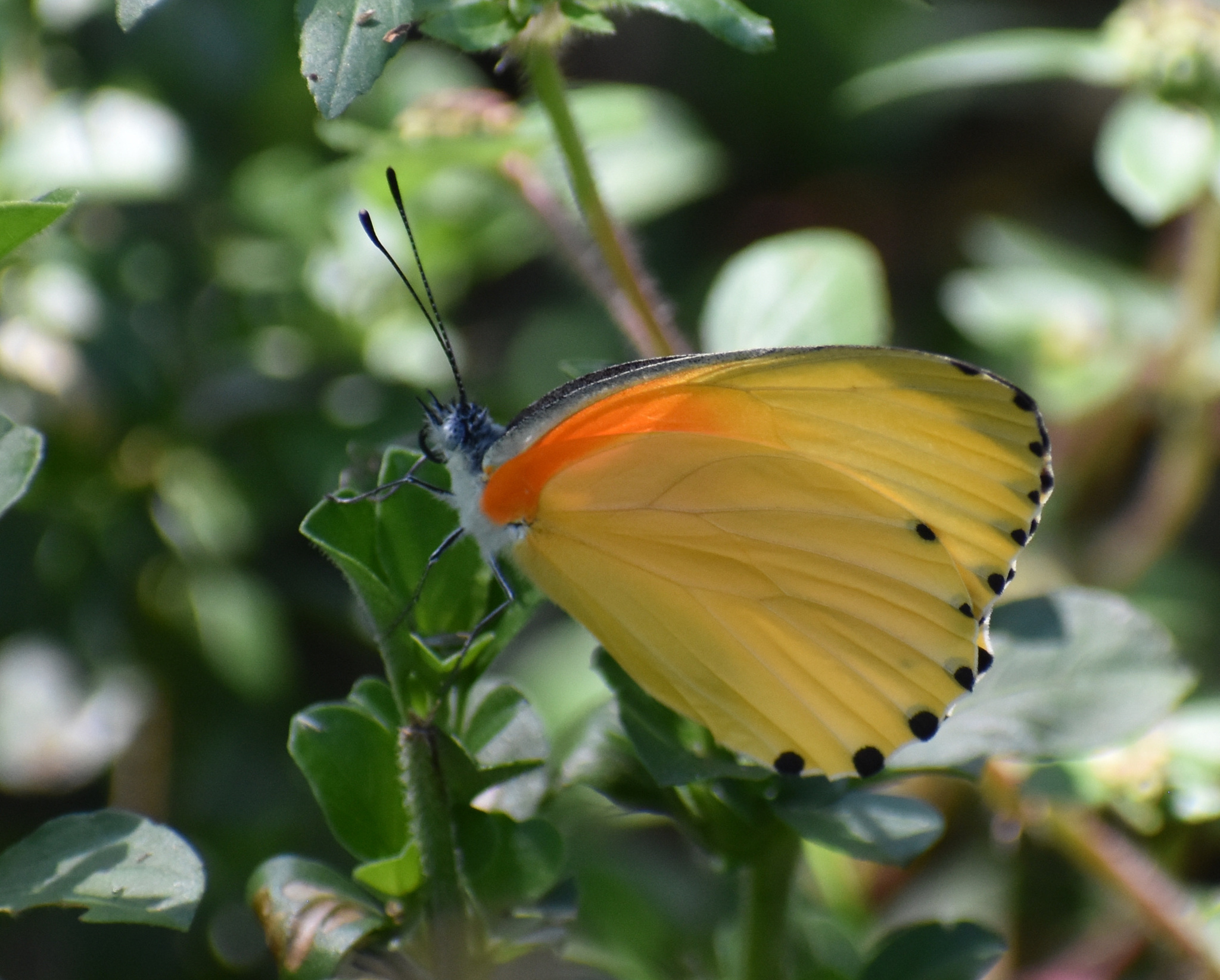 Mylothris rueppellii (Koch, 1865)