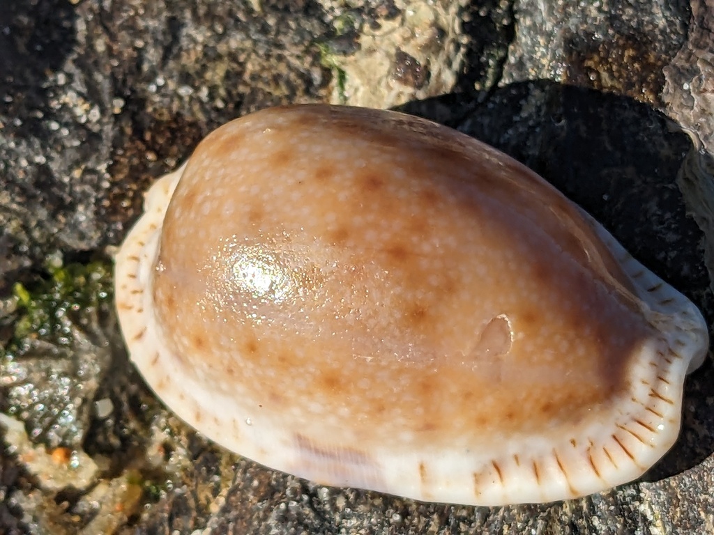 Eroded Cowry from Valla Beach NSW 2448, Australia on April 08, 2023 at ...