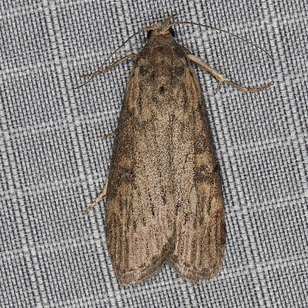 Lamoria adaptella from Doornkop Fish and Wildlife Reserve on 05 April ...