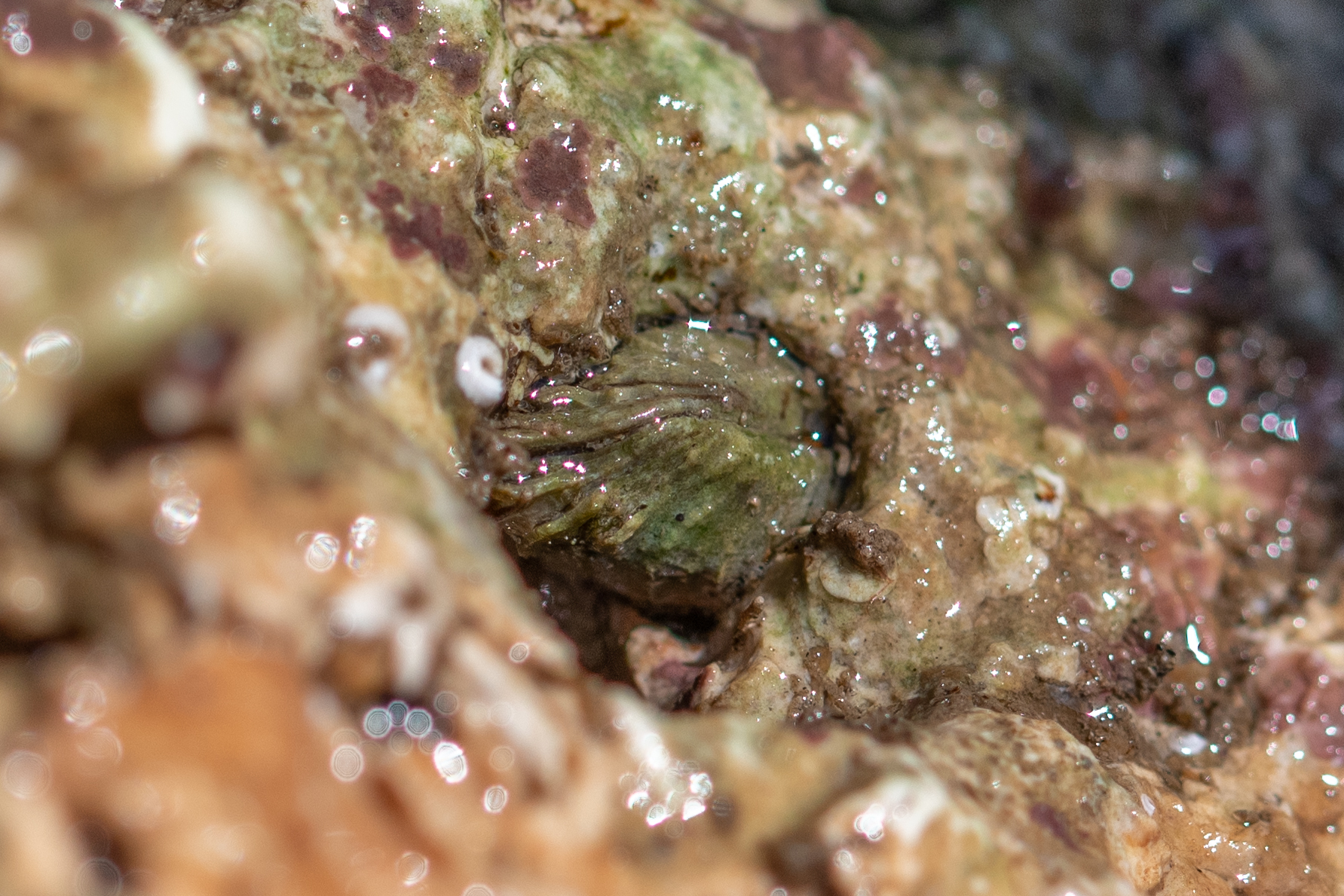 Irus irus (Linnaeus, 1758)