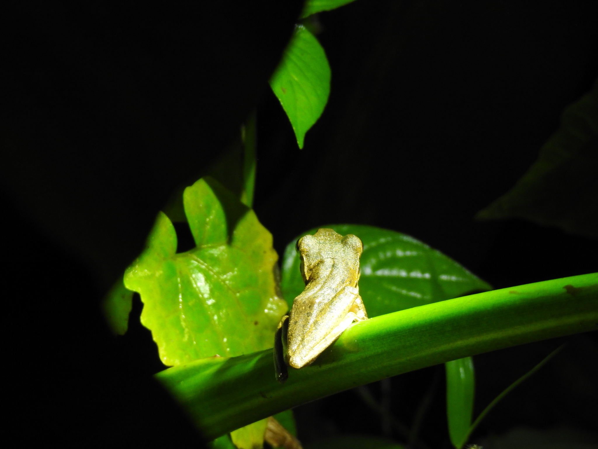 Polypedates discantus Rujirawan, Stuart & Aowphol, 2013