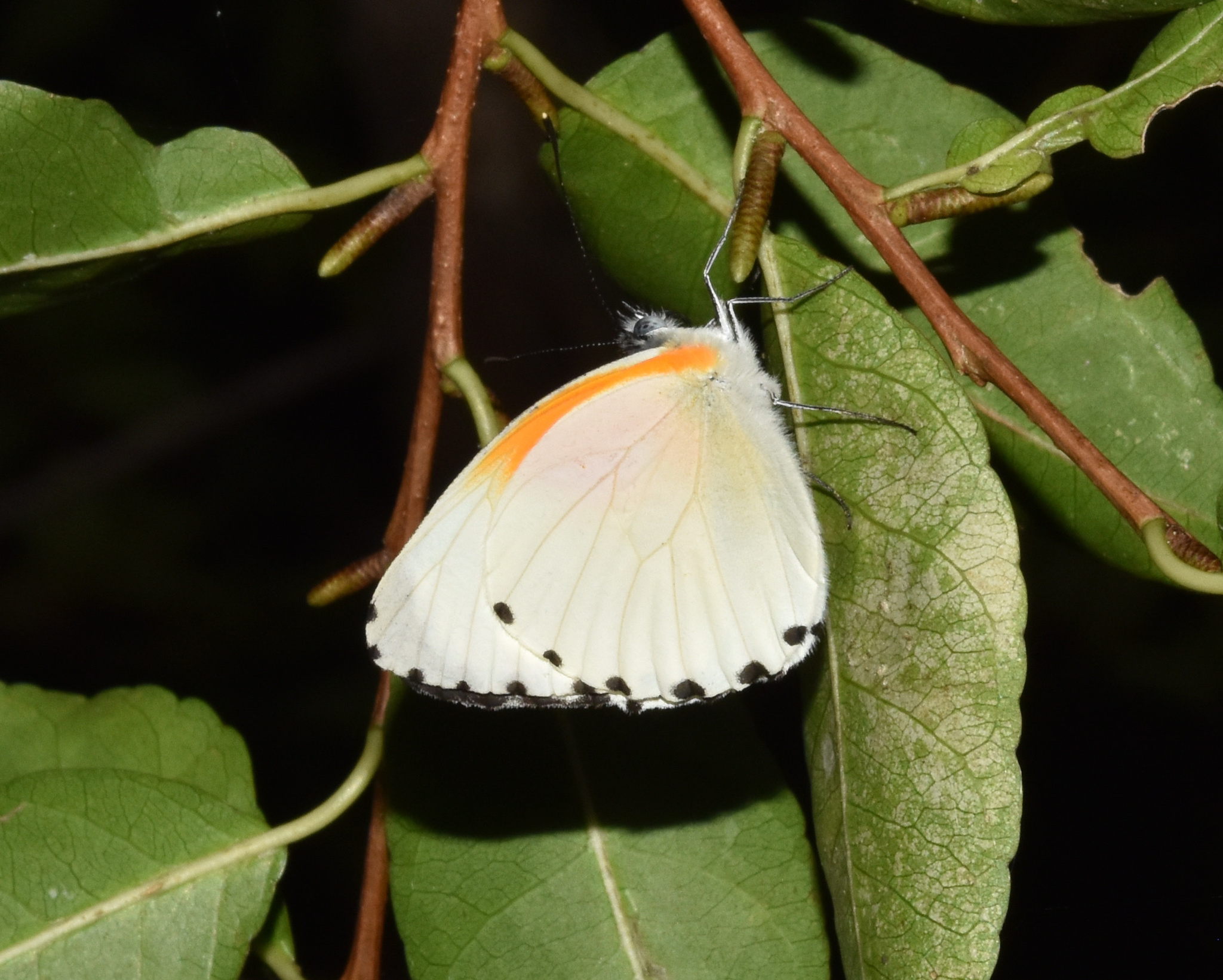 Mylothris rueppellii (Koch, 1865)