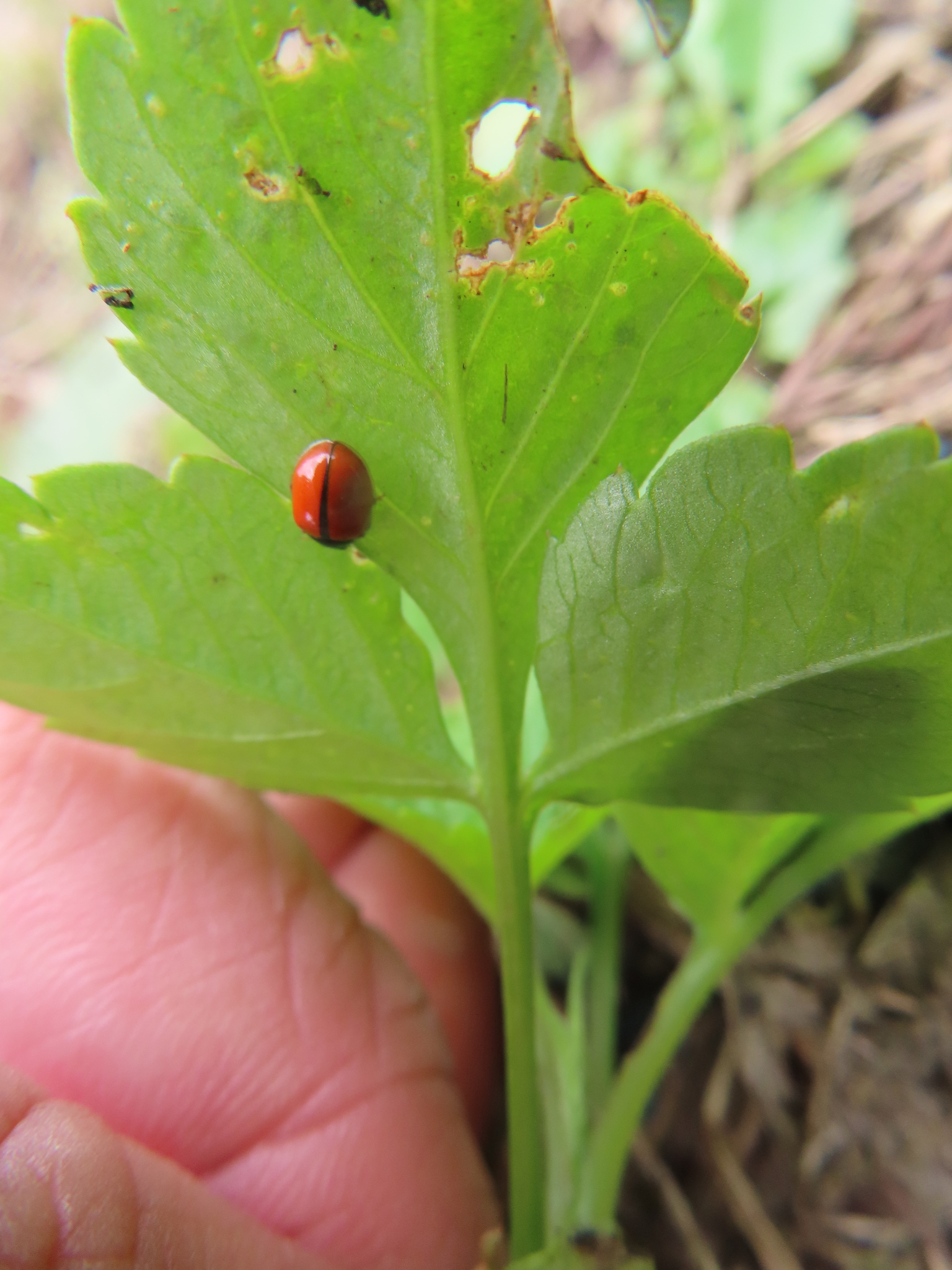 Micraspis discolor (Fabricius, 1798)