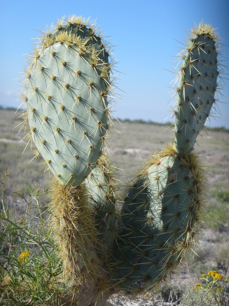 Engelmann's Pricklypear from 78513 El Salado, S.L.P., México on ...