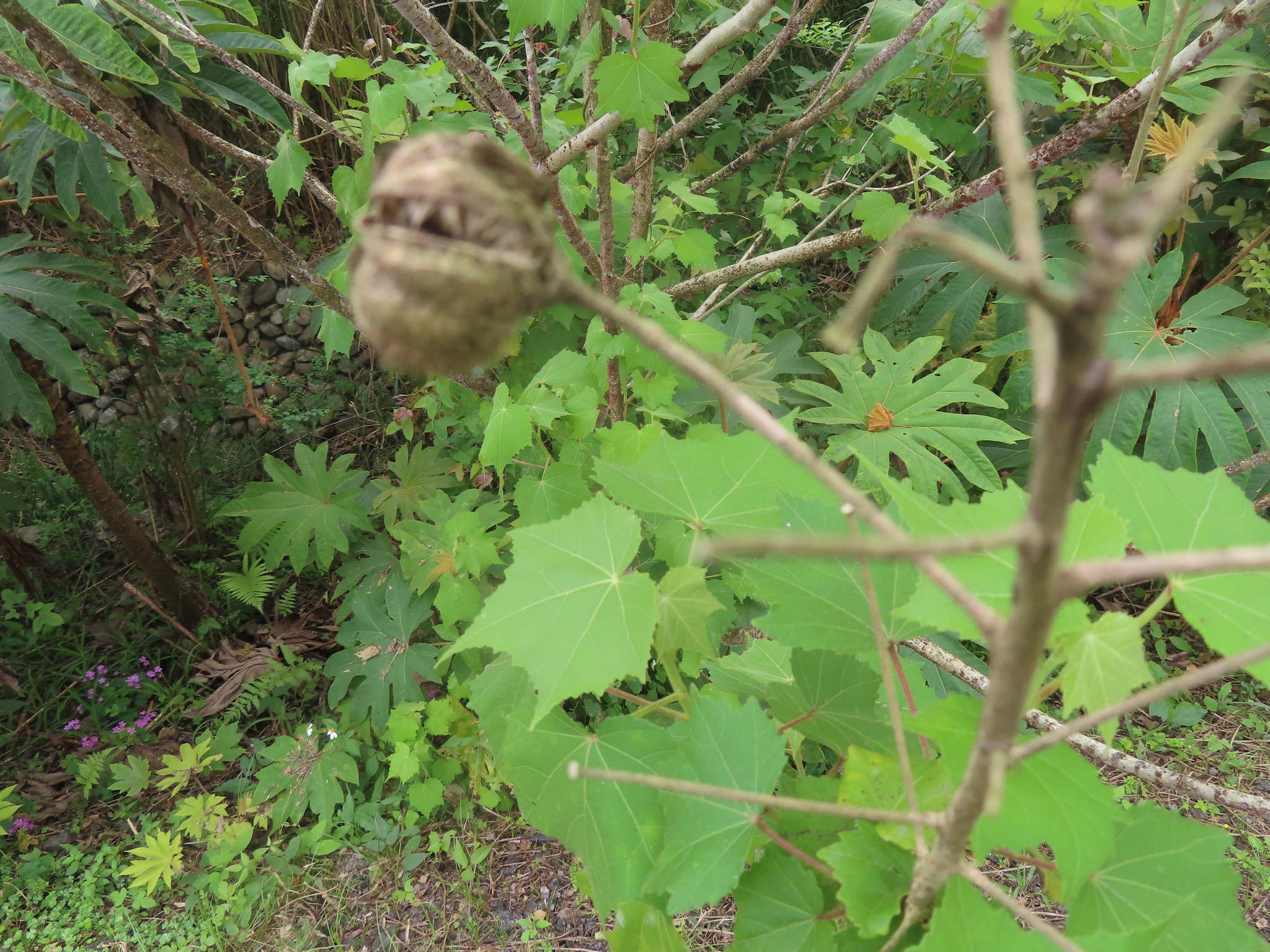 Hibiscus mutabilis L.