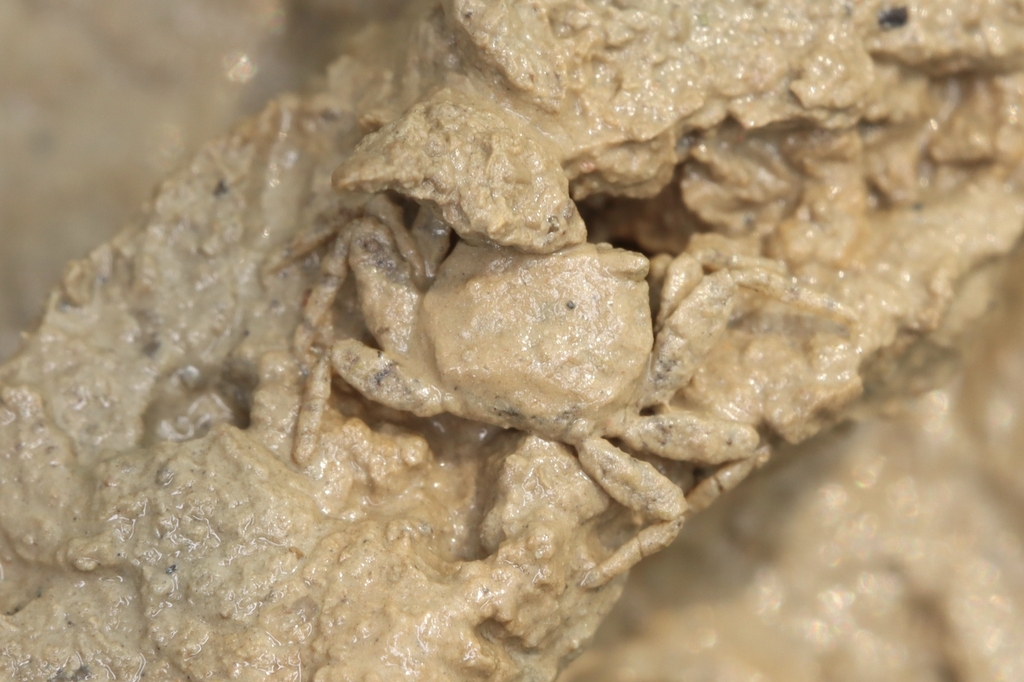Shenius anomalus from 厦门 on April 8, 2023 at 10:03 AM by ylem · iNaturalist