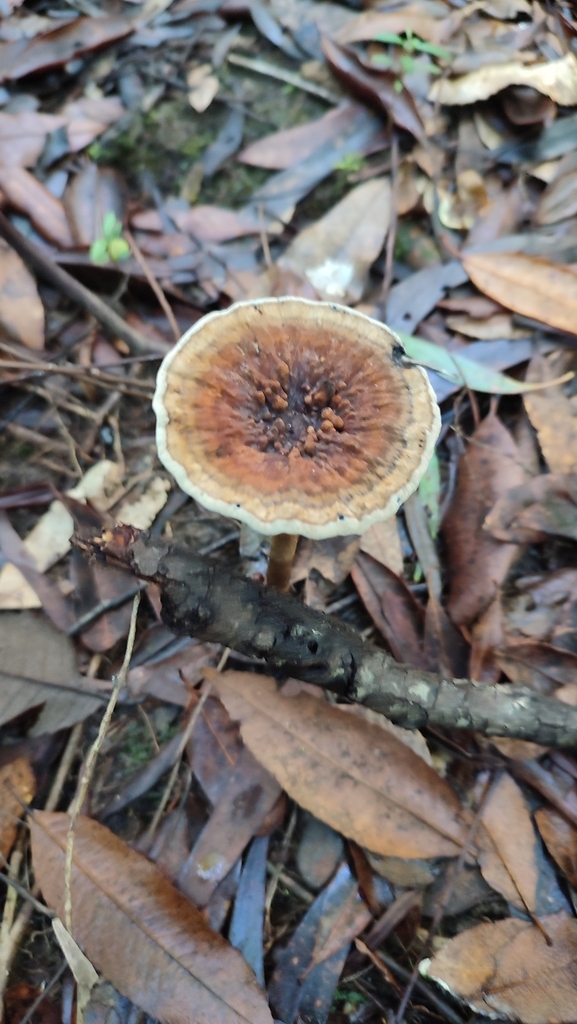 red-staining stalked polypore from Springwood NSW 2777, Australia on ...
