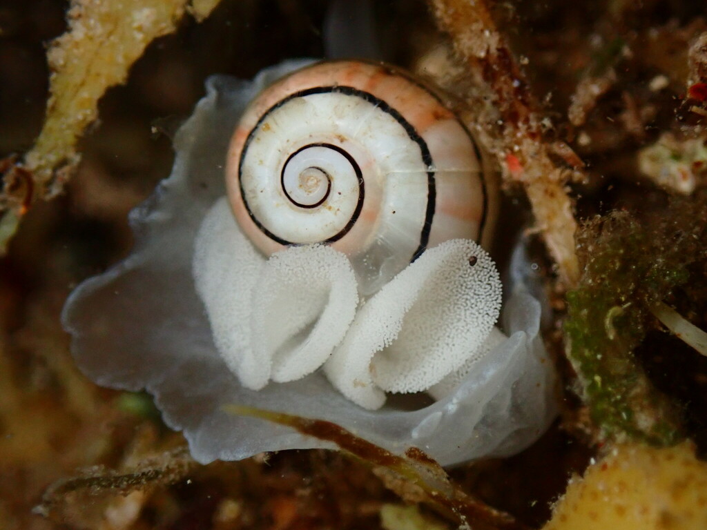 Pink Bubble Snail from Napili-Honokowai, HI, USA on April 06, 2023 at ...