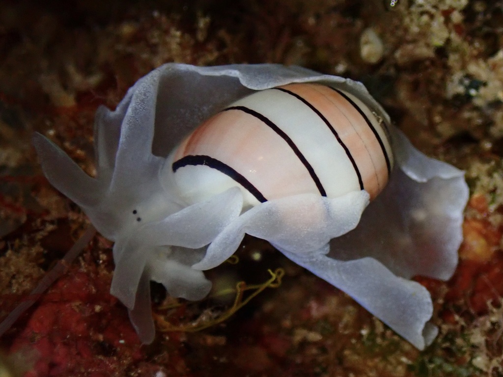 Pink Bubble Snail from North Pacific Ocean, Napili-Honokowai, HI, US on April 6, 2023 at 09:55 ...