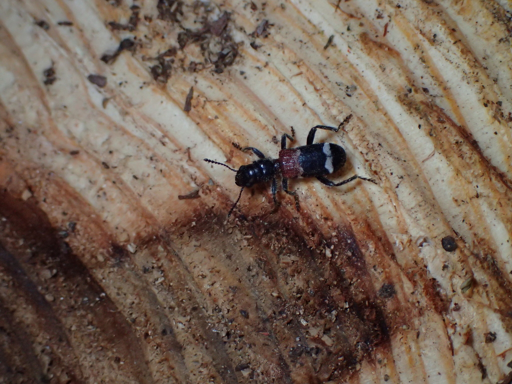 Thanasimus substriatus in April 2023 by renshuchu · iNaturalist