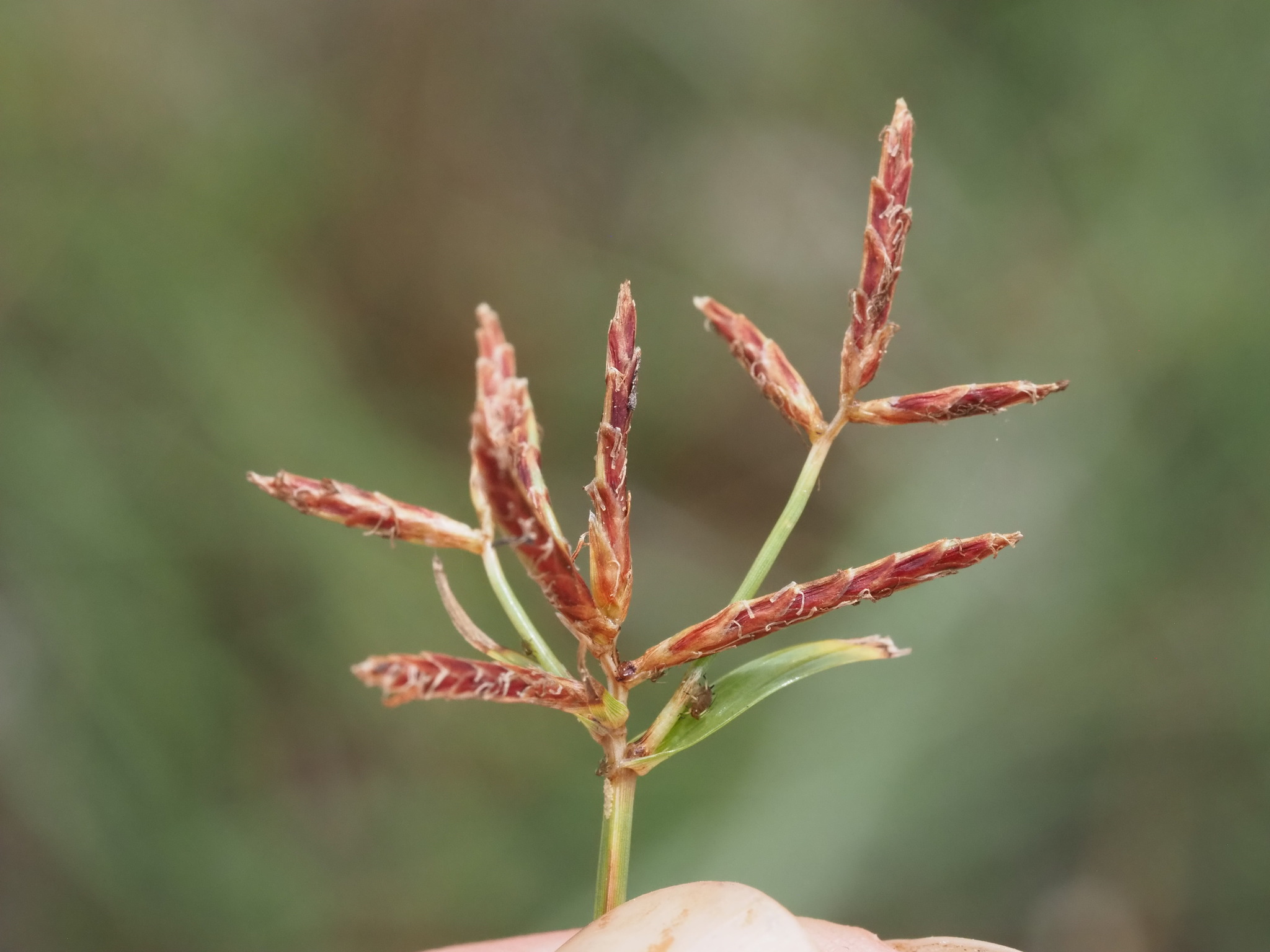 Cyperus rotundus L.