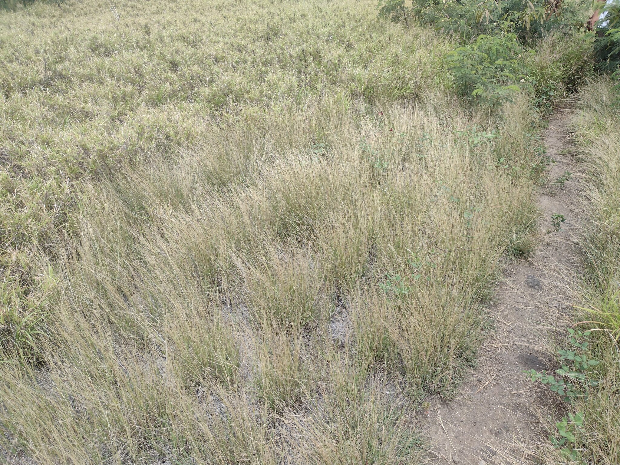 Dichanthium caricosum (L.) A.Camus