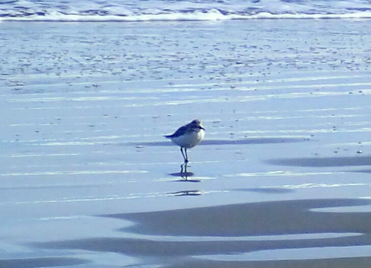 Wrybill in April 2023 by Arnim Littek · iNaturalist