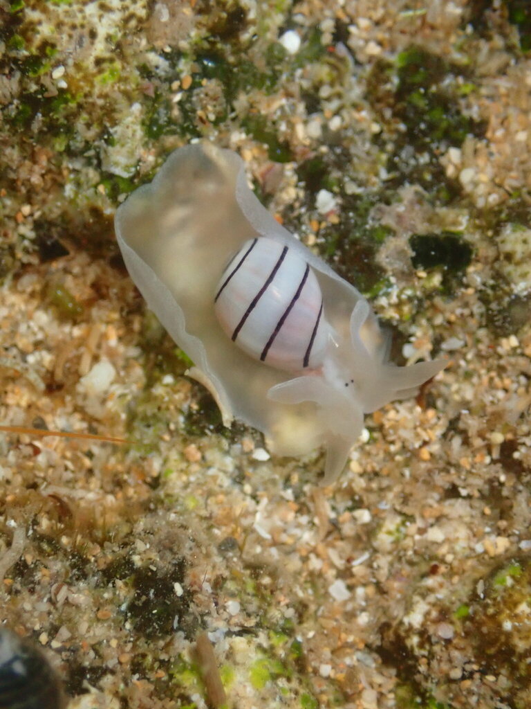 Pink Bubble Snail from Napili-Honokowai, HI, USA on April 6, 2023 at 11 ...