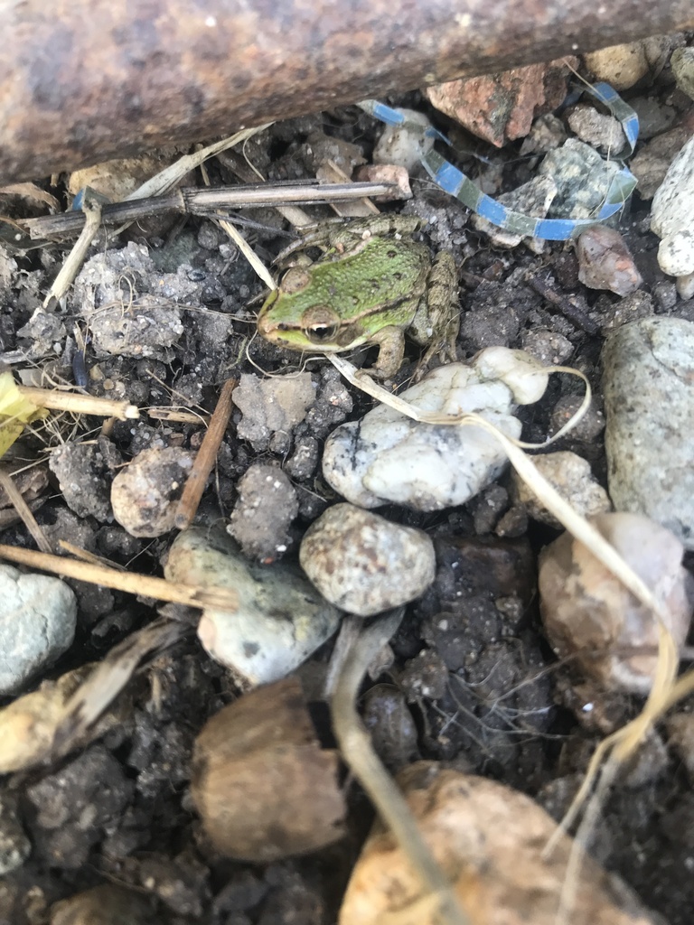 Marsh Frog from Rue François Ducarouge, Digoin, Bourgogne-Franche-Comté ...