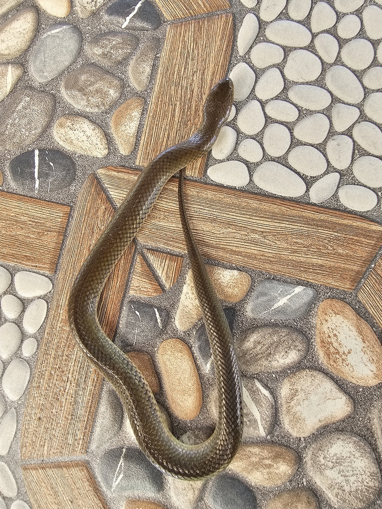 Rice Paddy Snake from The Bentong Farm 文东休闲农场 on April 8, 2023 at 04:33 ...