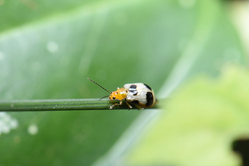 Paridea sexmaculata · iNaturalist