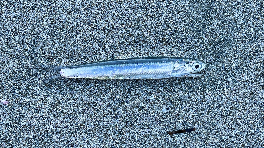 Australian Anchovy from Auckland, New Zealand on April 8, 2023 at 10:40 ...