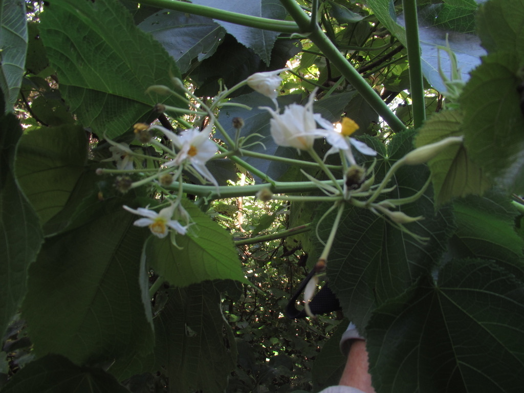 Whau from Tasman District, Tasman, New Zealand on April 02, 2023 at 11: ...