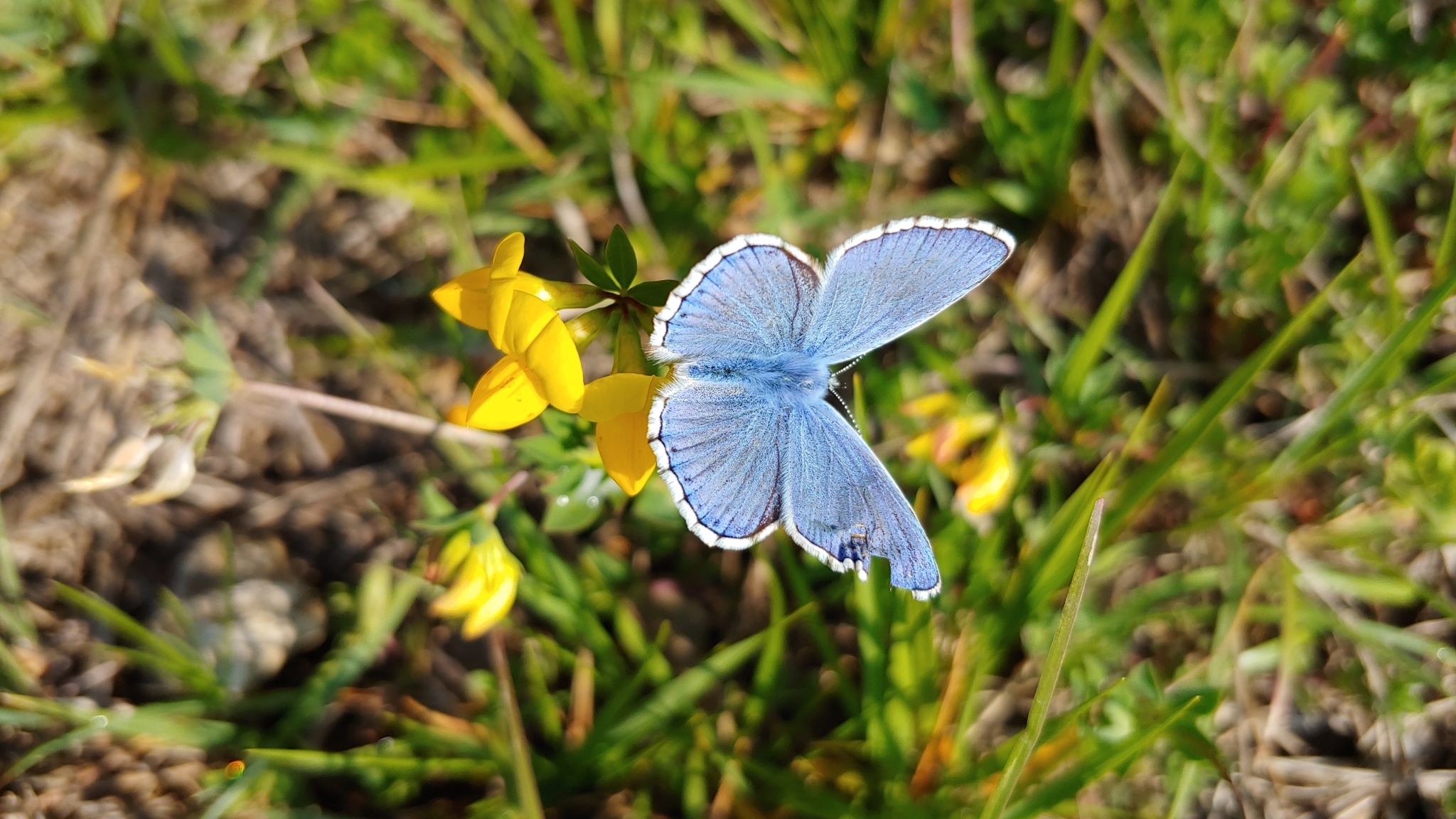 Lysandra Hemming, 1933