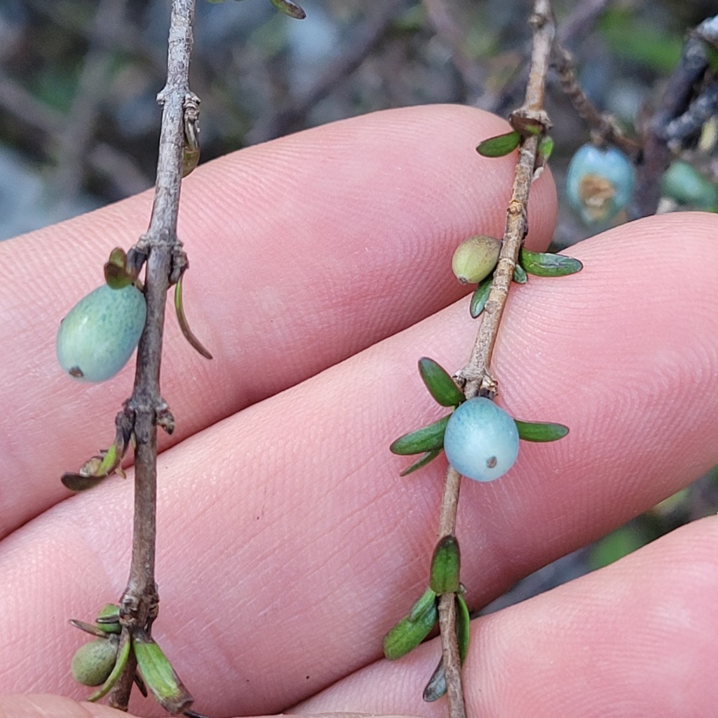 Coprosma from Selwyn District, Canterbury, New Zealand on April 07 ...