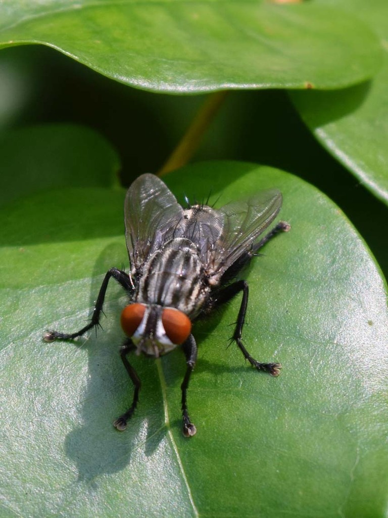 Typical Flesh Flies from Kendall, FL, USA on June 15, 2016 at 10:23 AM ...