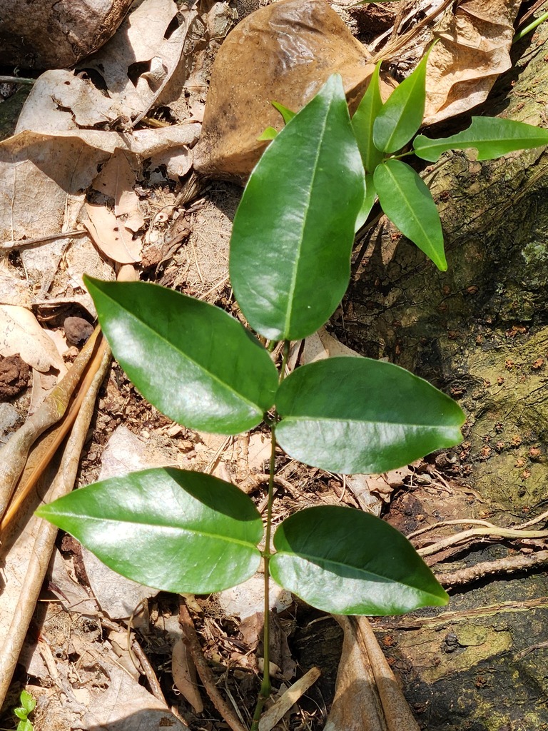 Common Derris from 台灣台東縣 on April 04, 2023 at 12:16 PM by 胡正恆(Jackson ...