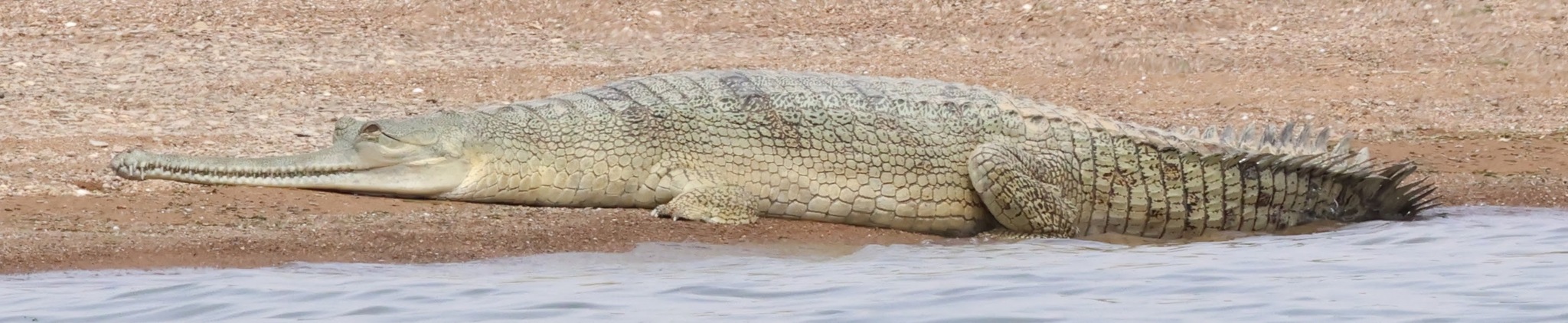 Gavialis gangeticus (Gmelin, 1789)