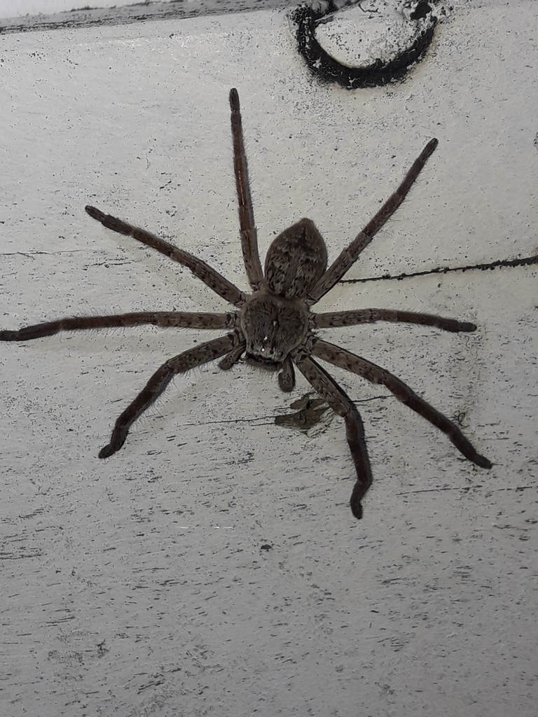 Bronze Huntsman from Norfolk Island on April 07, 2023 at 08:15 PM by ...