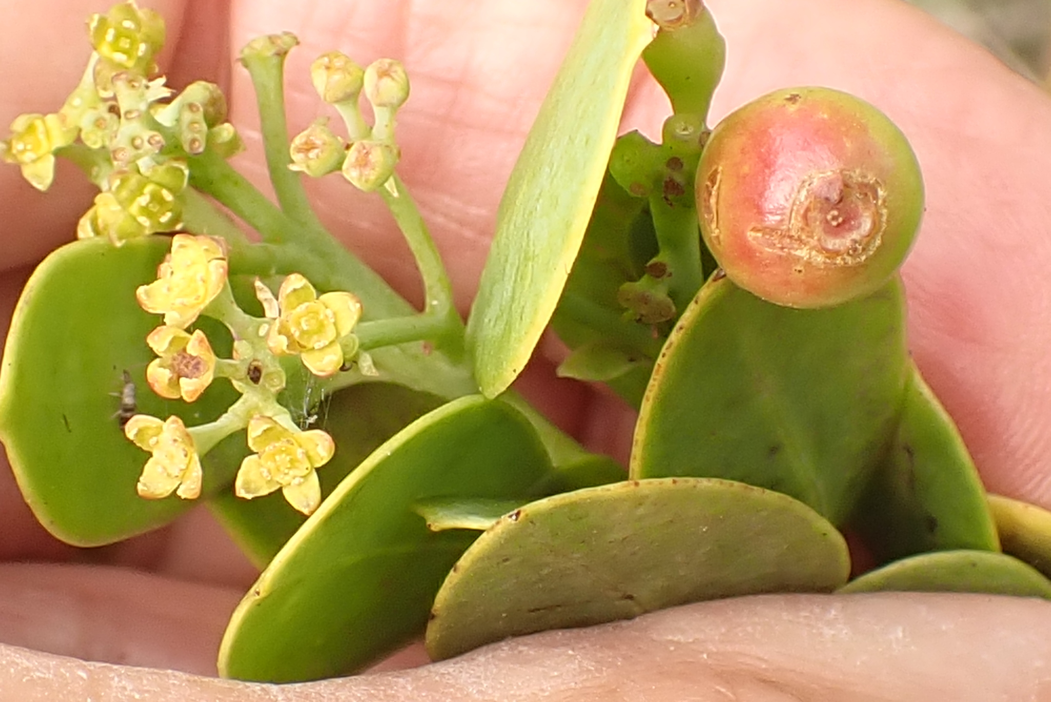 Osyris compressa (P.J.Bergius) A.DC.