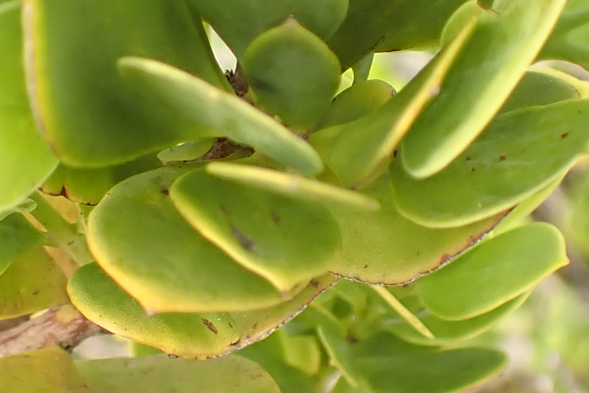 Osyris compressa (P.J.Bergius) A.DC.