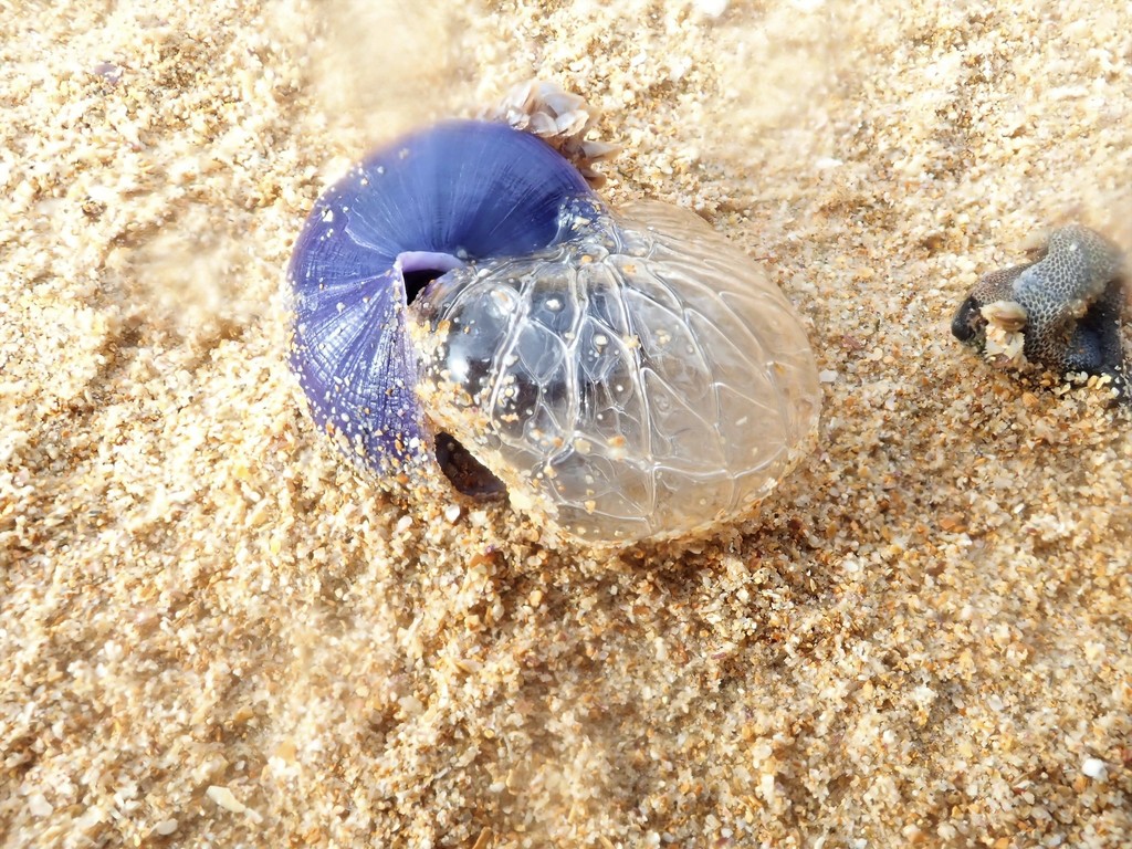 Violet Sea Snail from Manly, NSW, Australia on October 14, 2018 at 07: ...