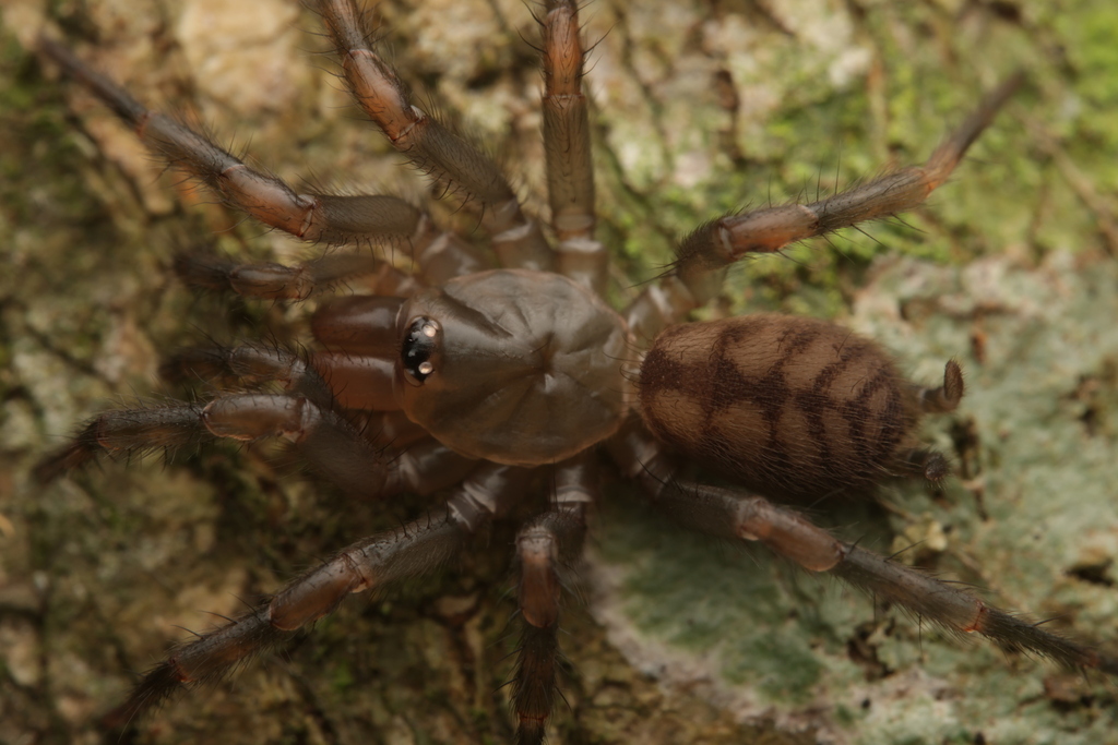 Banded Tunnelweb Spiders from Hurdon, New Plymouth 4374, New Zealand on ...