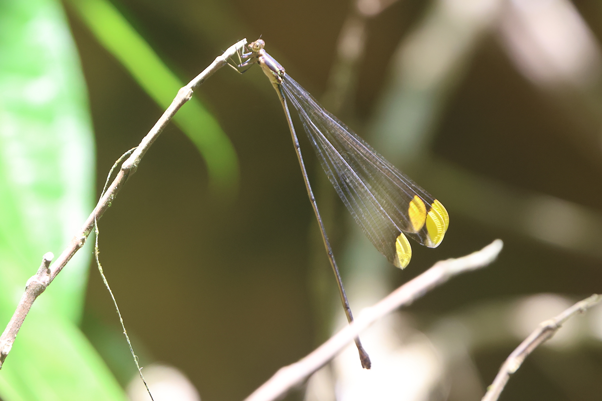 Mecistogaster ornata Rambur, 1842