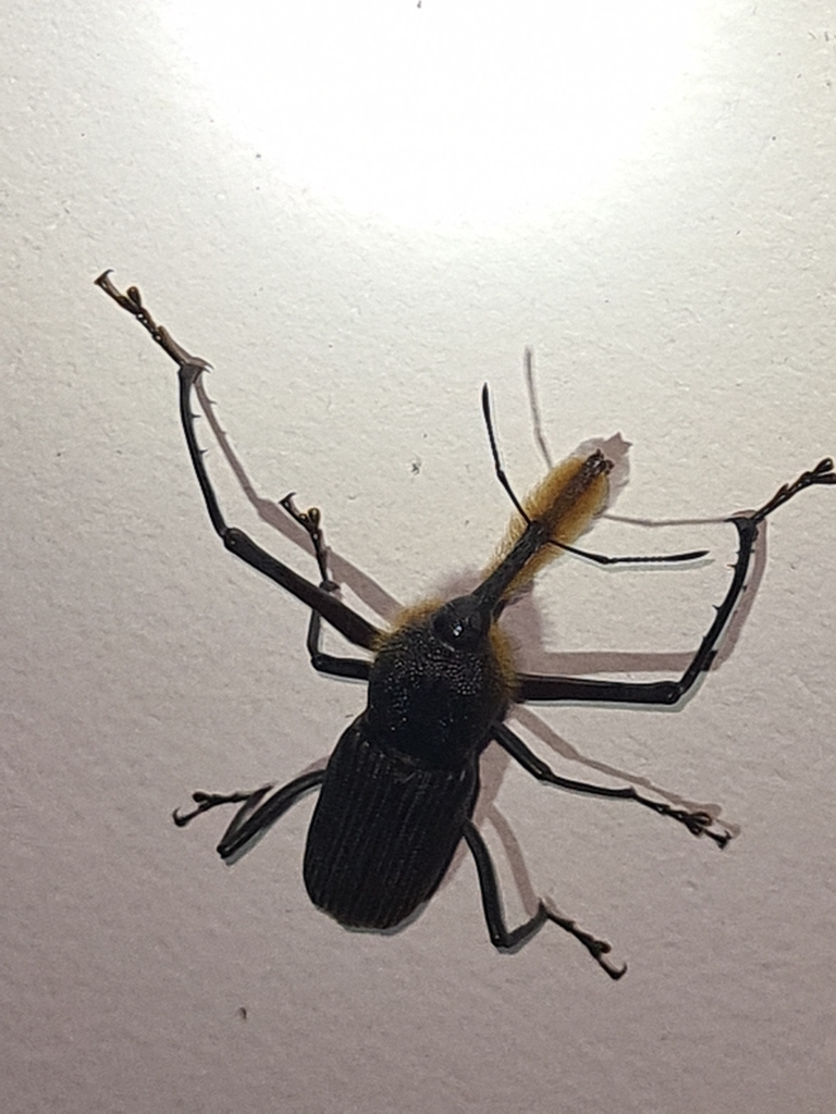 Bearded Weevil from Klaaskreek, Suriname on April 7, 2023 at 09:03 PM ...