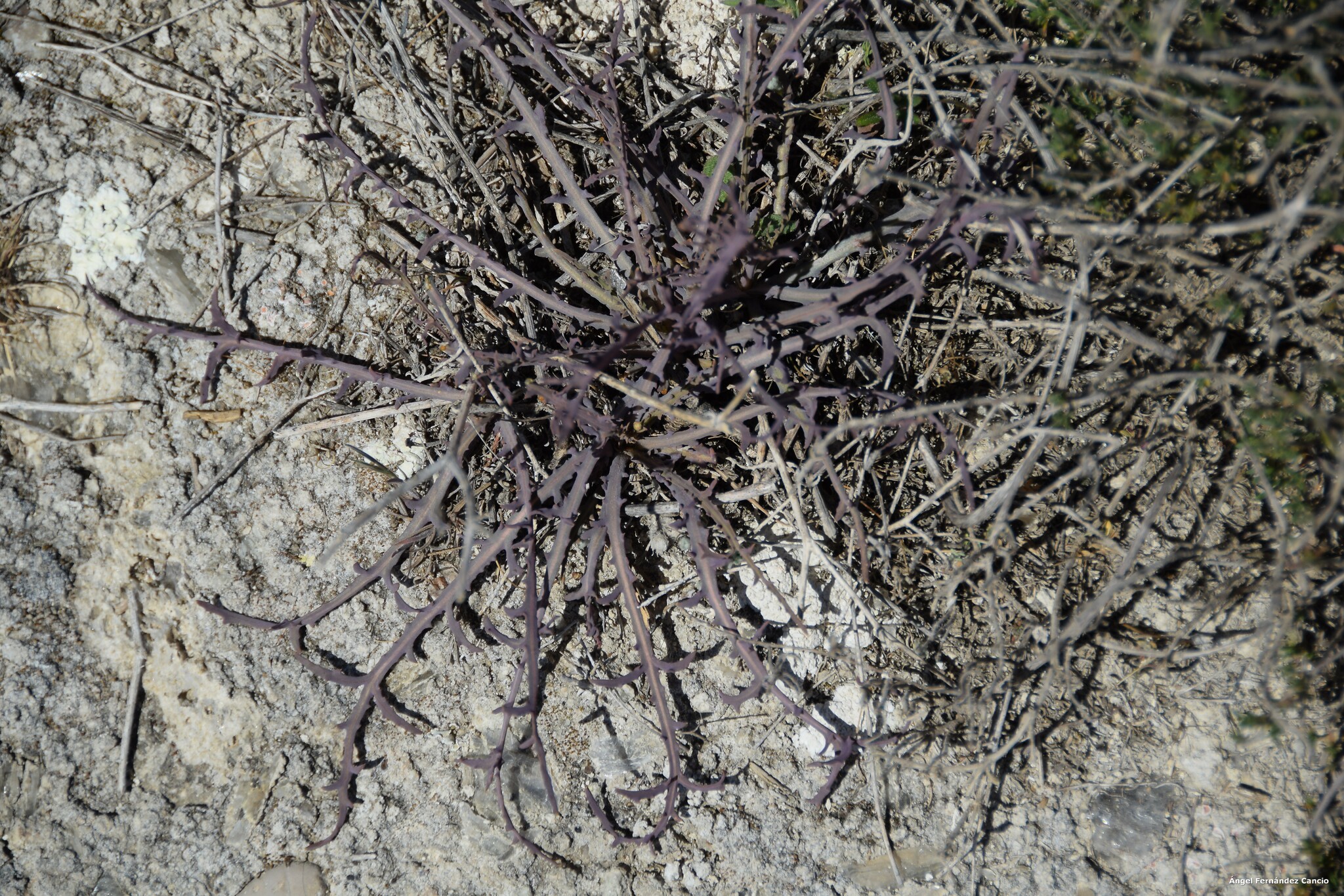 Launaea fragilis (Asso) Pau