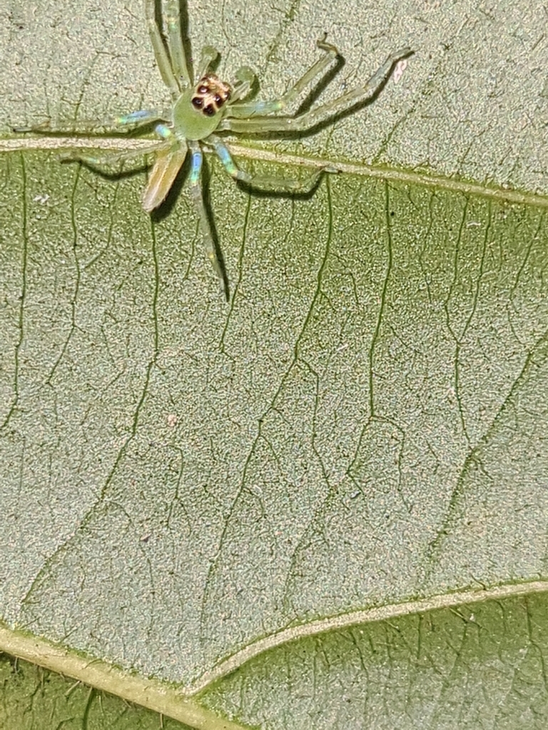 Translucent Green Jumping Spiders from 5WJ7+XW3, Klaaskreek, Suriname ...