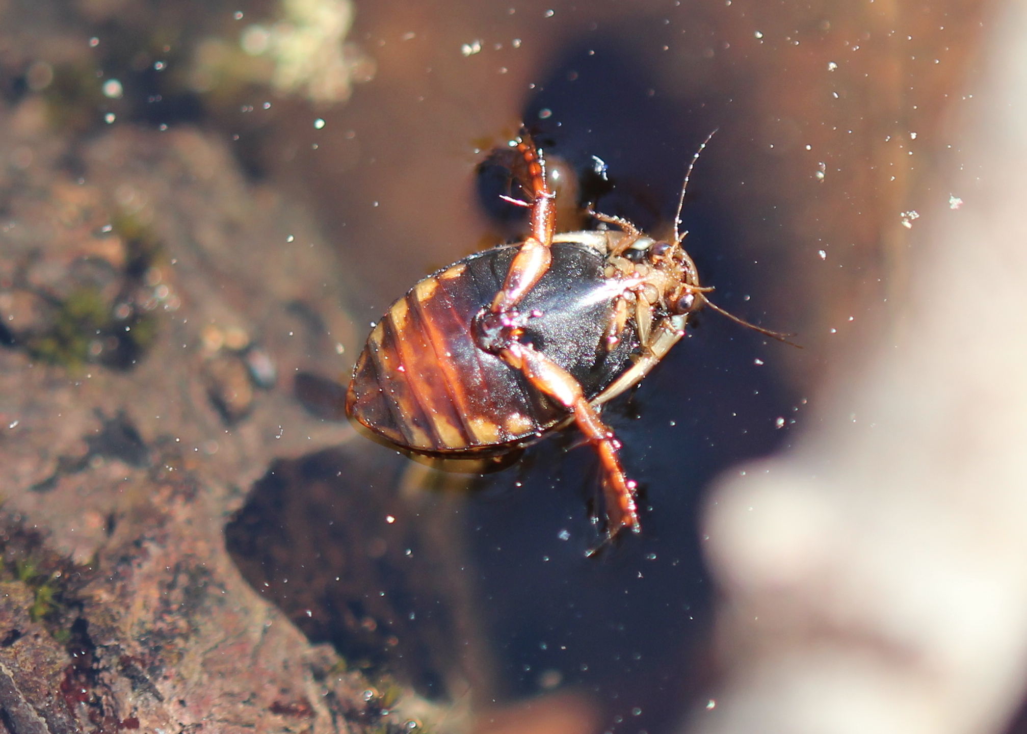 Acilius semisulcatus Aubé, 1838