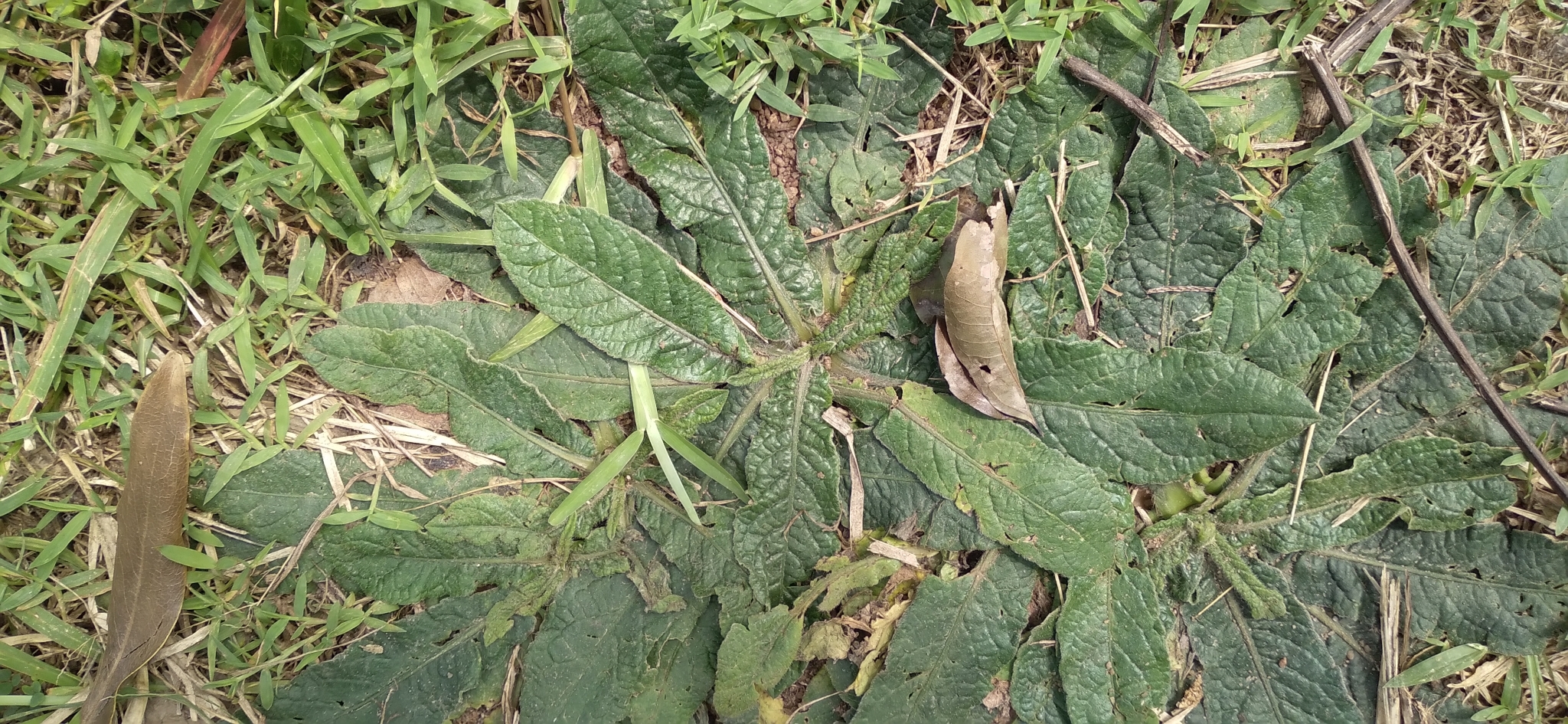 Elephantopus scaber L.