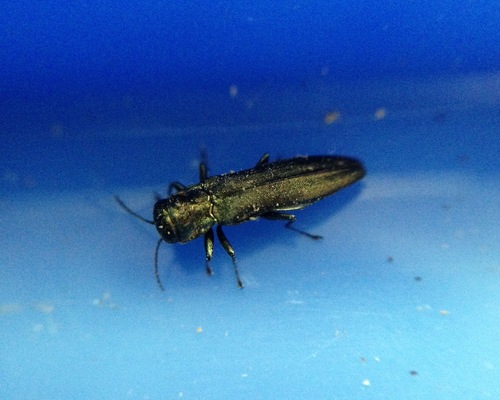 Agrilus tempestivus · iNaturalist