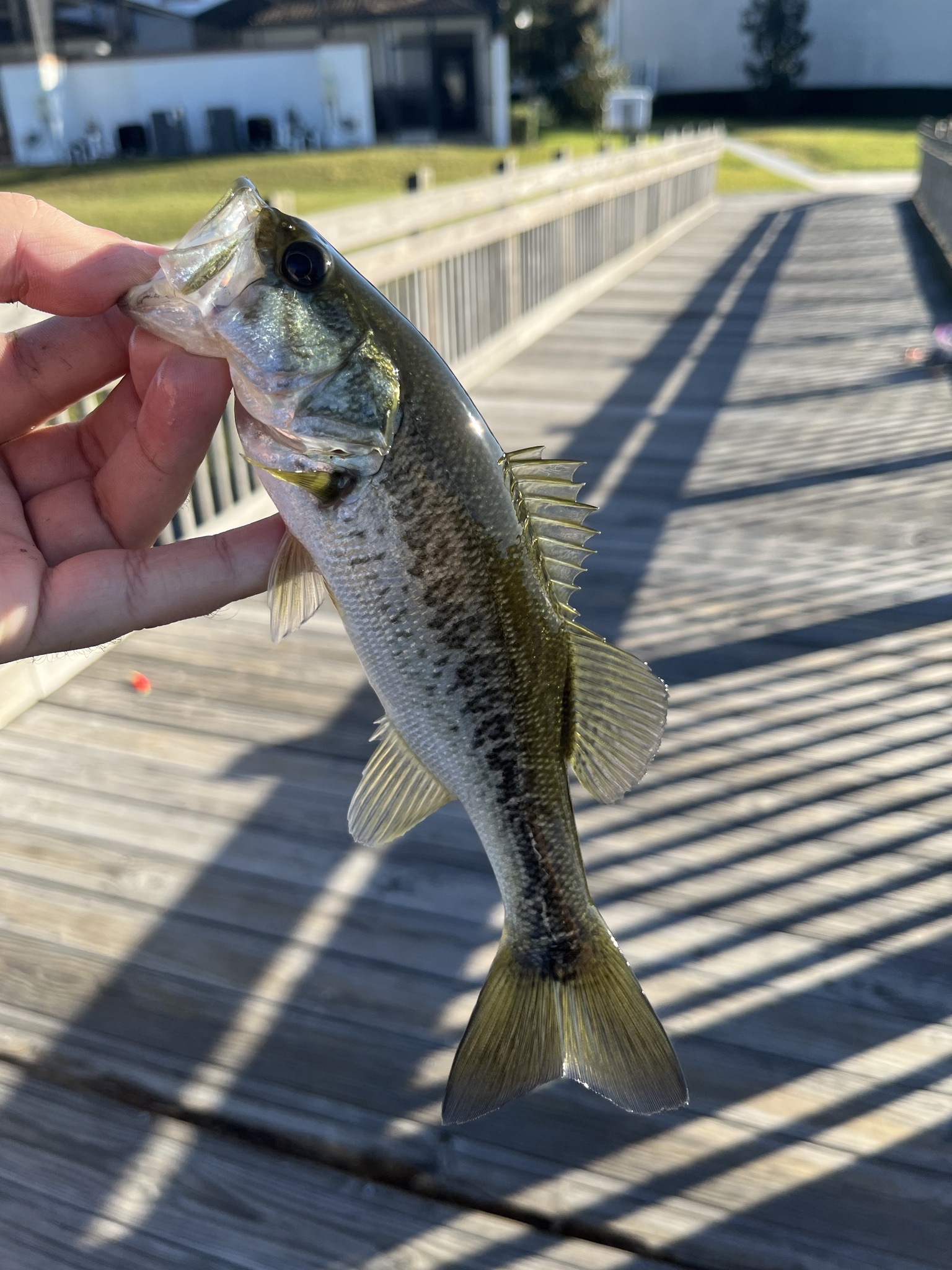 Micropterus floridanus (Lesueur, 1822)