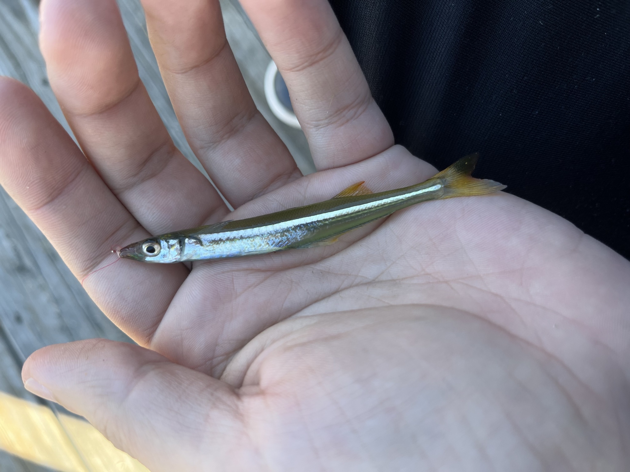 Labidesthes vanhyningi Bean & Reid, 1930