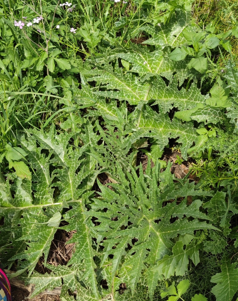 Syrian Wild Artichoke from נחל אל על, Israel on April 6, 2023 at 12:39 ...
