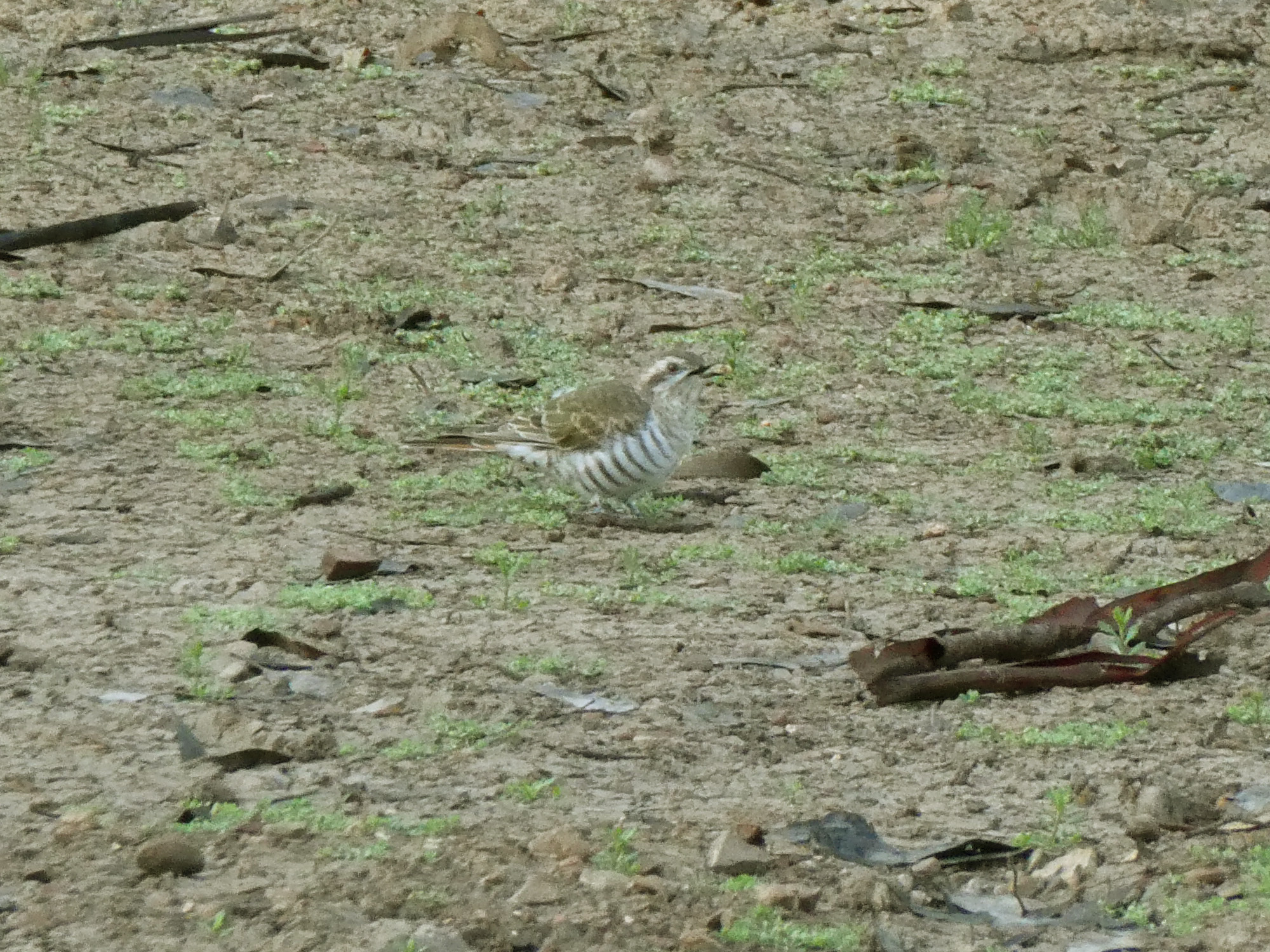 Chrysococcyx basalis (Horsfield, 1821)